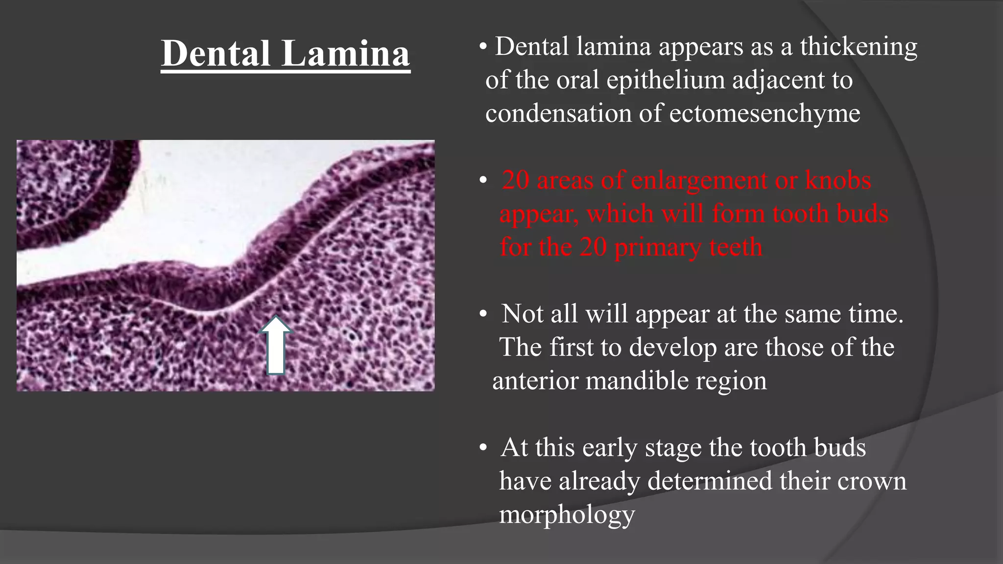 DEVELOPMENT OF TOOTH.pptx