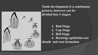 DEVELOPMENT OF TOOTH.pptx