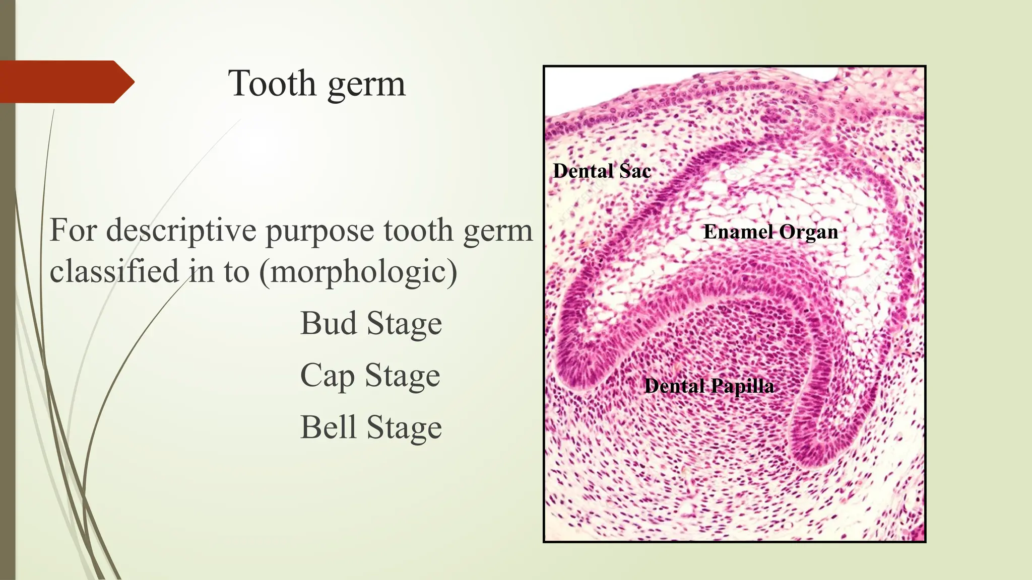 Development of tooth- Introduction and Histology | PPTX