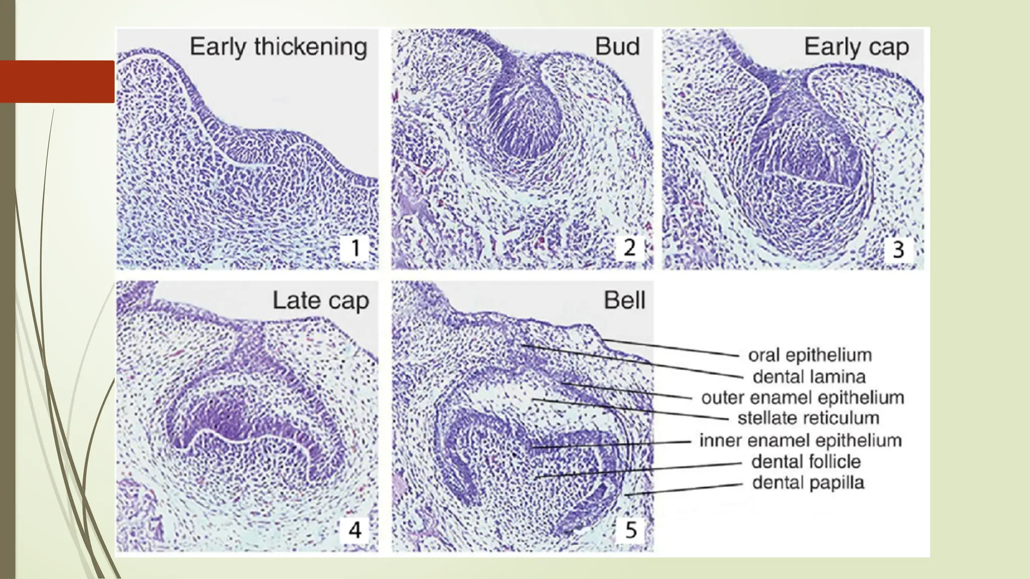 Development of tooth- Introduction and Histology | PPTX