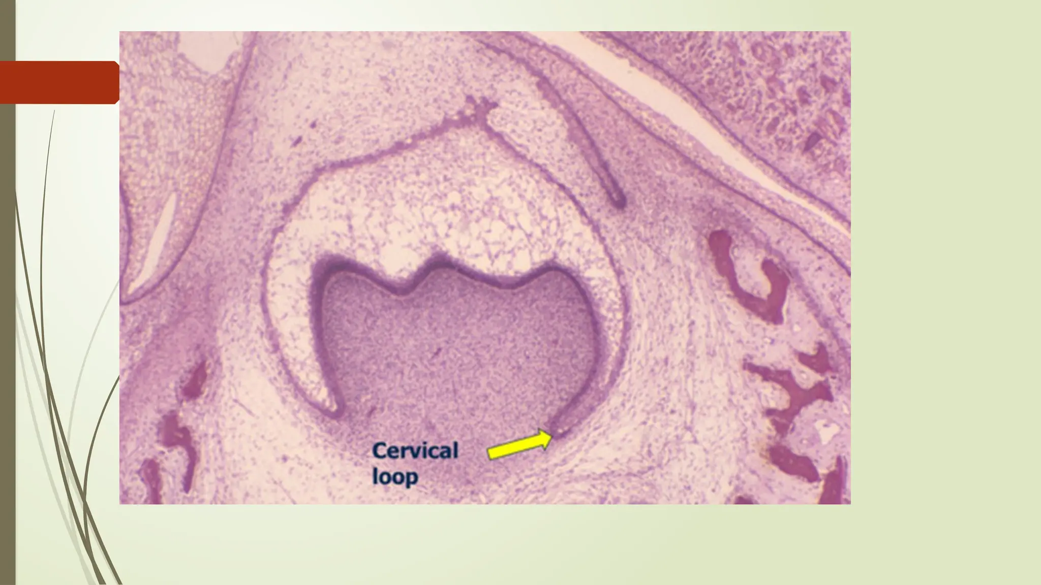 Development of tooth- Introduction and Histology | PPTX