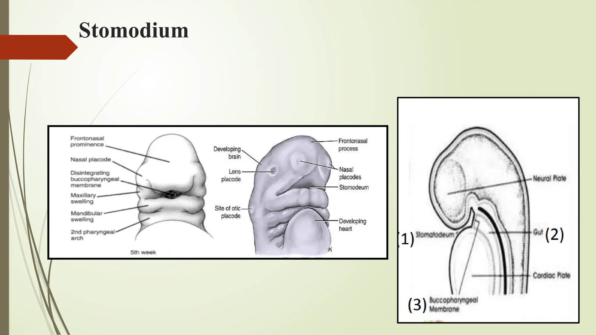 Development of tooth- Introduction and Histology | PPTX