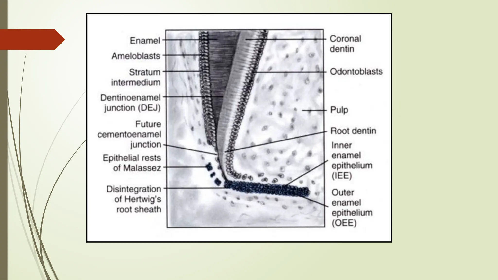 Development of tooth- Introduction and Histology | PPTX
