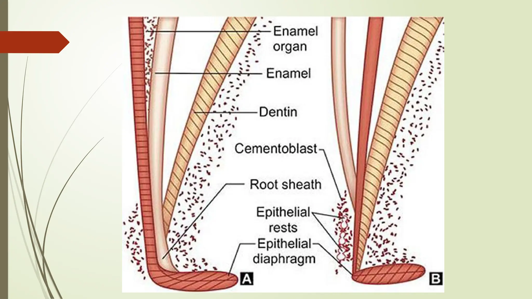 Development of tooth- Introduction and Histology | PPTX