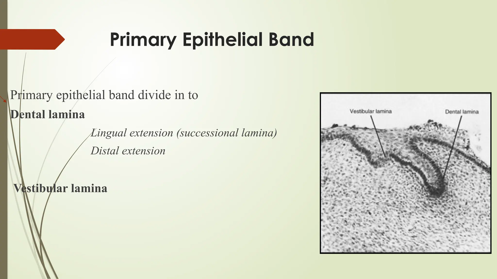 Development of tooth- Introduction and Histology | PPTX