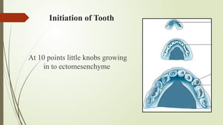 Development of tooth- Introduction and Histology | PPTX