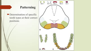 Development of tooth- Introduction and Histology | PPTX