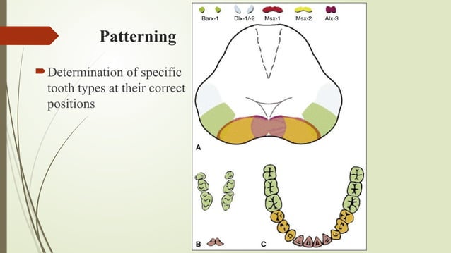 Development of tooth- Introduction and Histology | PPTX | Dental Health ...