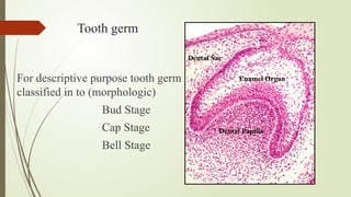 Development of tooth- Introduction and Histology | PPTX