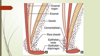 Development of tooth- Introduction and Histology | PPTX