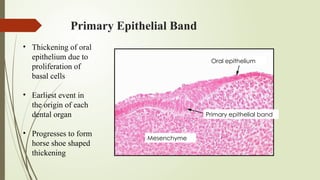 Development of tooth- Introduction and Histology | PPTX