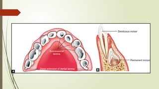 Development of tooth- Introduction and Histology | PPTX