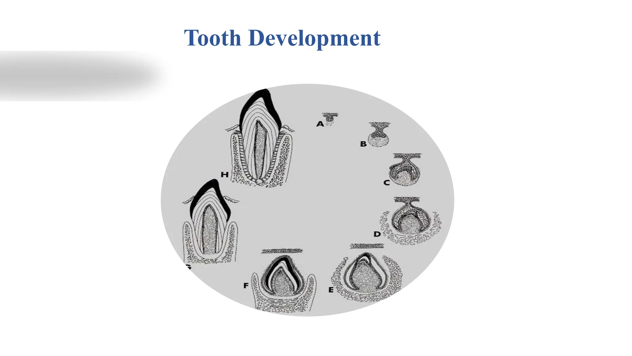 Development of tooth power point presentation | PPTX