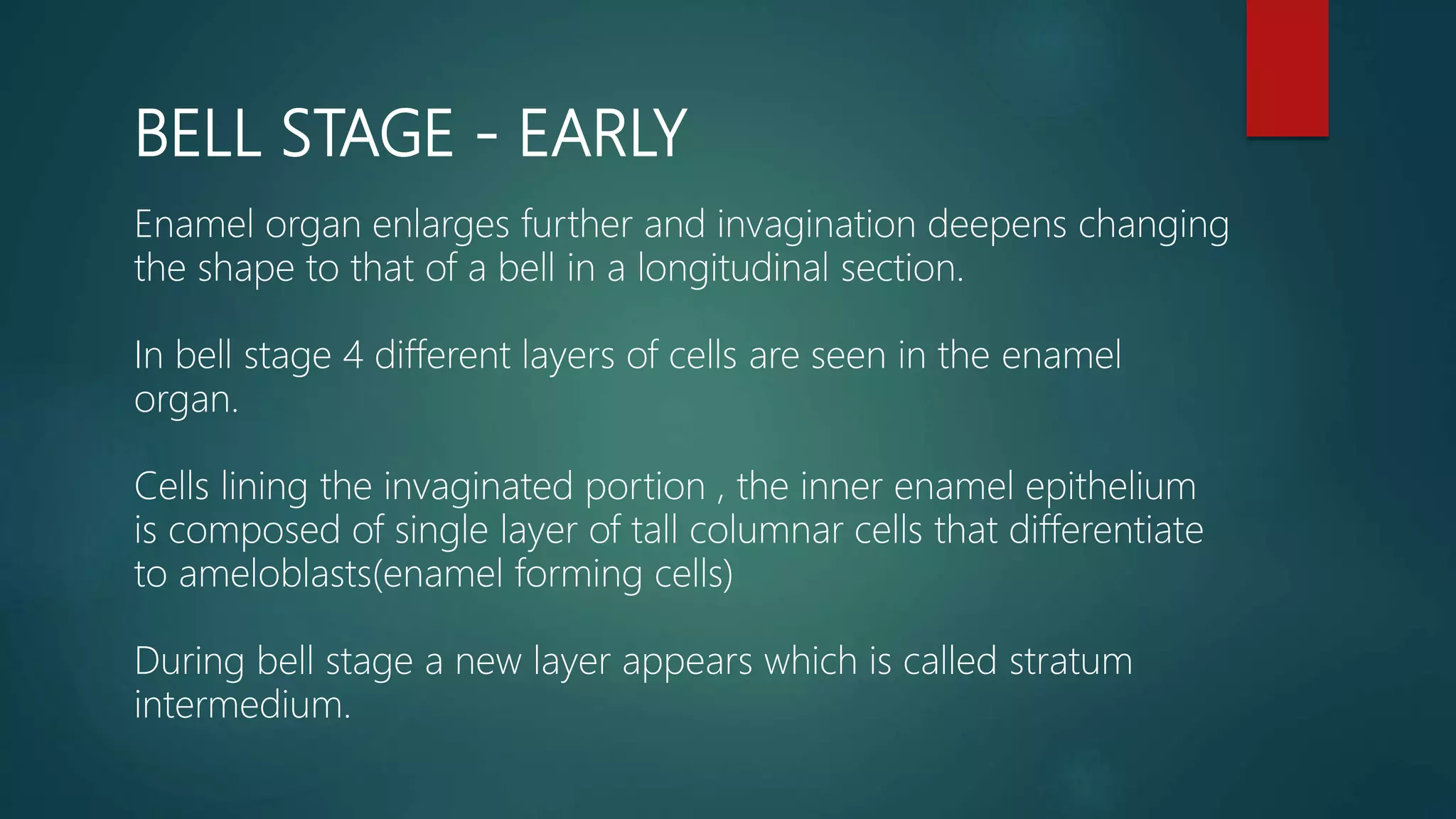 Development of tooth | PPTX