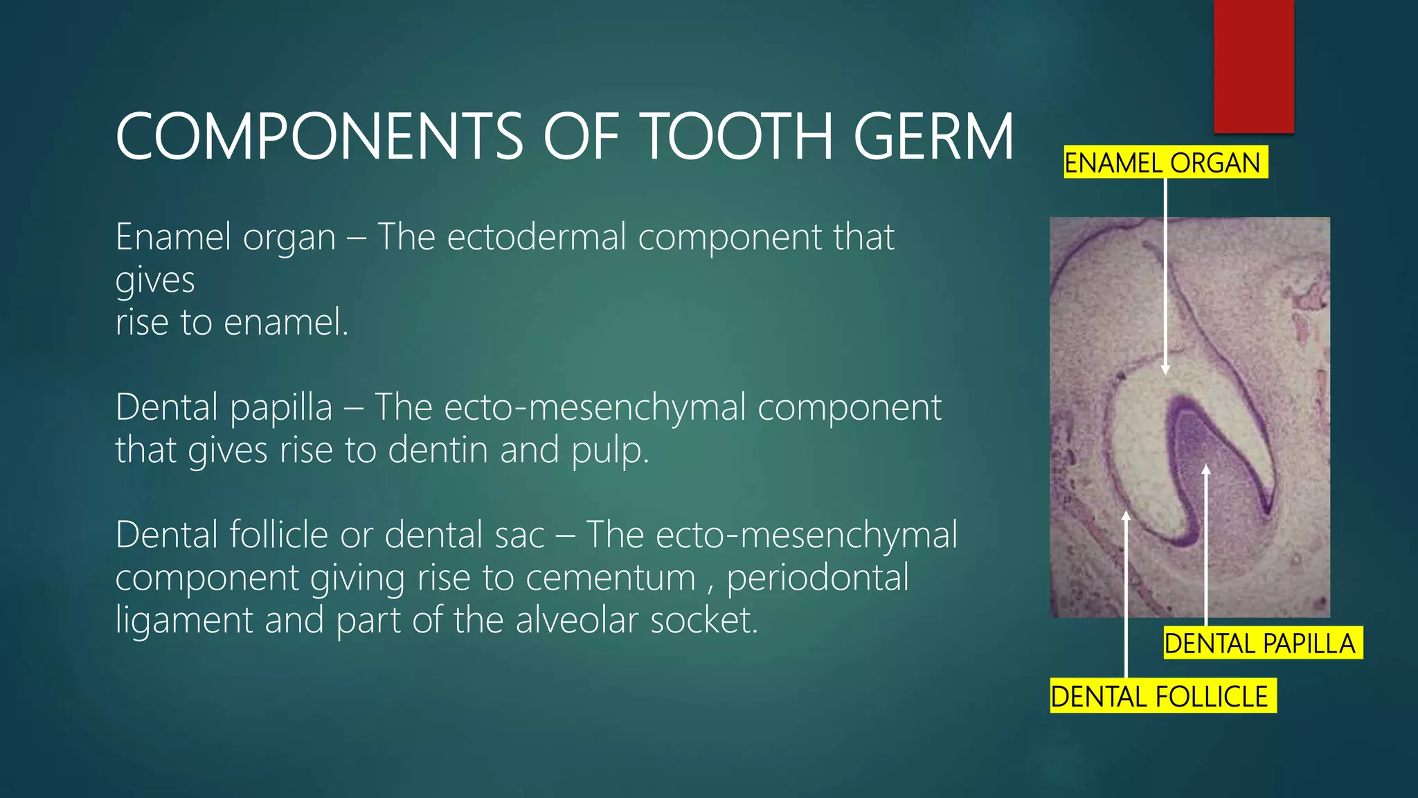 Development of tooth | PPTX