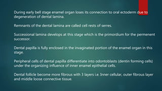 Development of tooth | PPTX