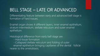 Development of tooth | PPTX