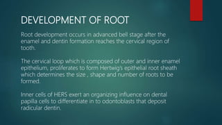 Development of tooth | PPTX