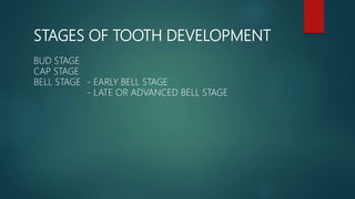 Development of tooth | PPTX
