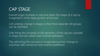 Development of tooth | PPTX