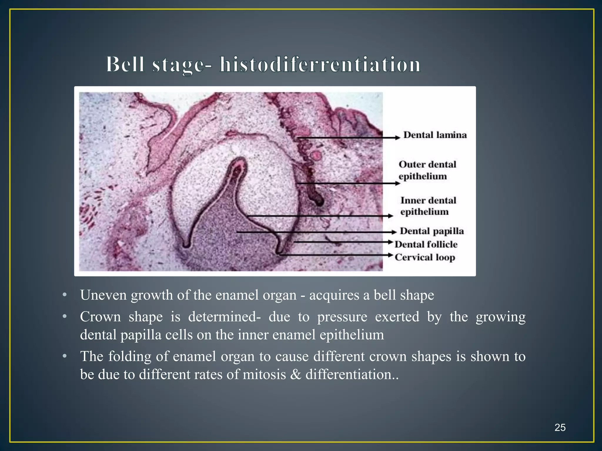 Development of tooth Part 2 | PPTX
