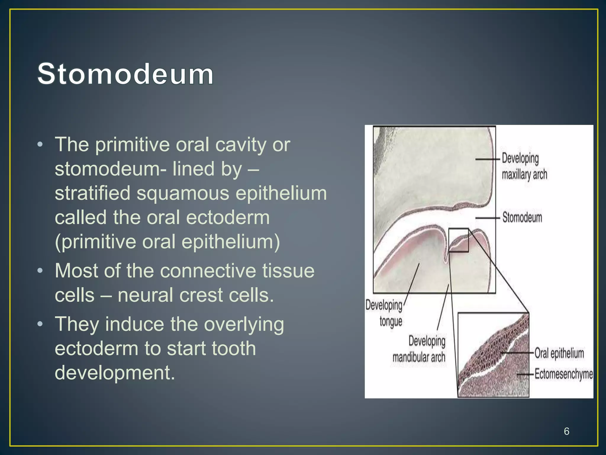 Development of tooth Part 2 | PPTX