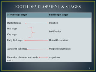 Development of tooth Part 2 | PPTX