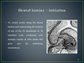 Development of tooth Part 2 | PPTX