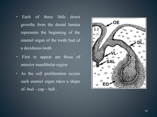 Development of tooth Part 2 | PPTX