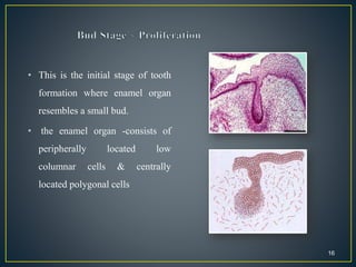 Development of tooth Part 2 | PPTX