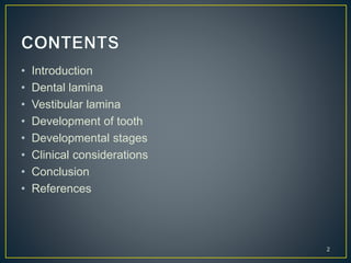 Development of tooth Part 2 | PPTX