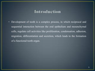 Development of tooth Part 2 | PPTX