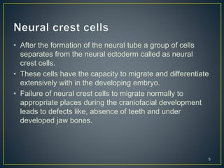 Development of tooth Part 2 | PPTX