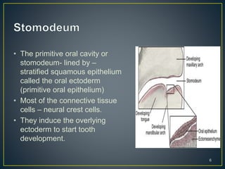 Development of tooth Part 2 | PPTX