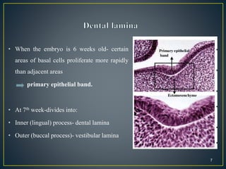 Development of tooth Part 2 | PPTX