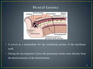 Development of tooth Part 2 | PPTX