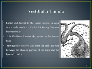 Development of tooth Part 2 | PPTX