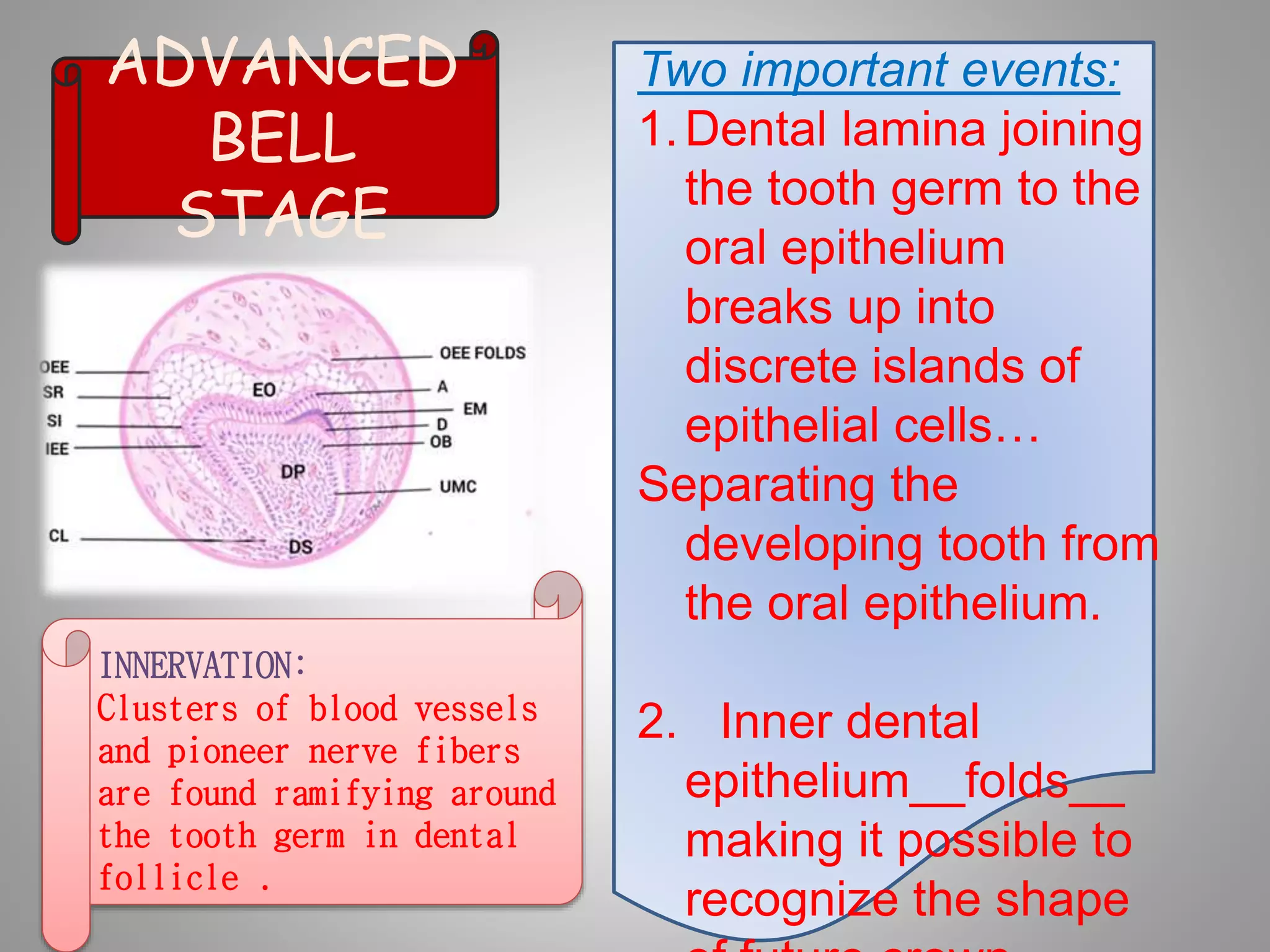 Development of tooth and periodontium | PPTX