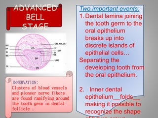 Development of tooth and periodontium | PPTX