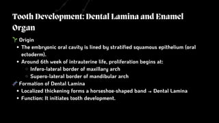 Development of tooth dentition and Occlusion | PDF