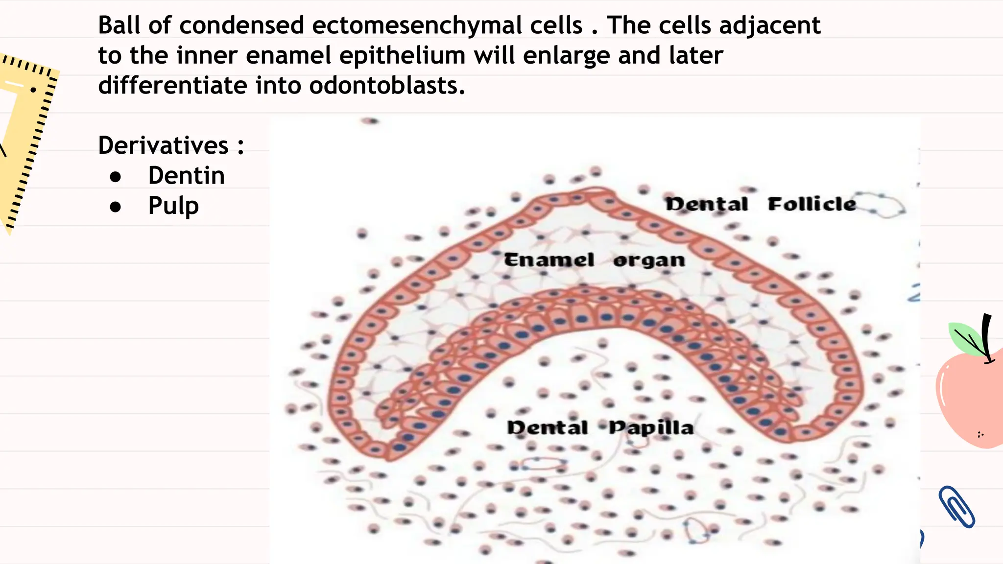 Development of tooth & It's supporting tissue.pdf