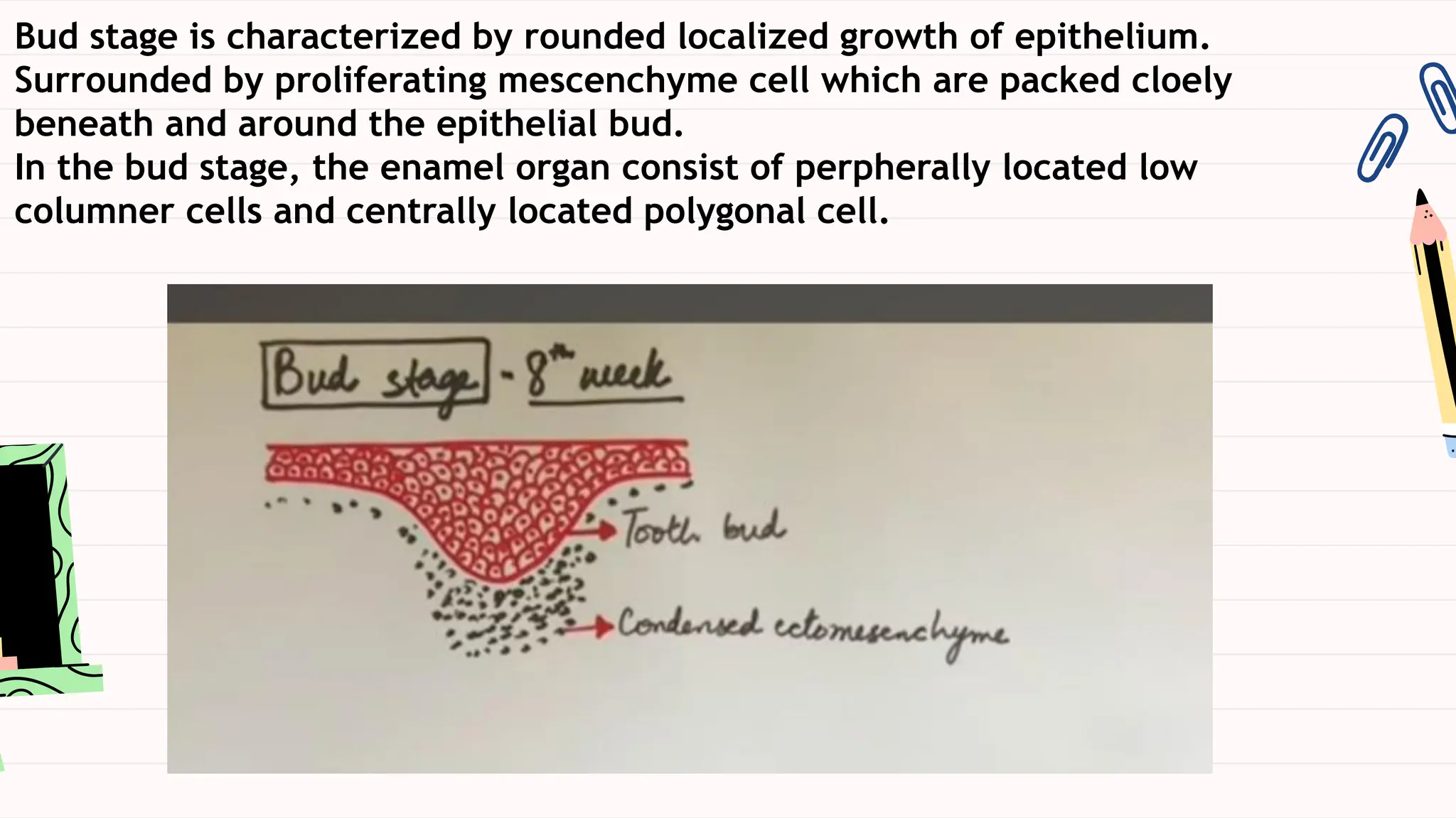 Development of tooth & It's supporting tissue.pdf