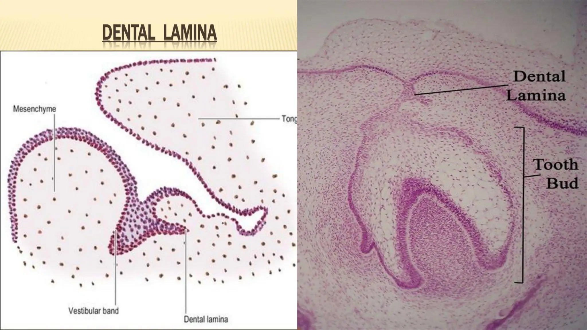 Development of tooth & It's supporting tissue.pdf
