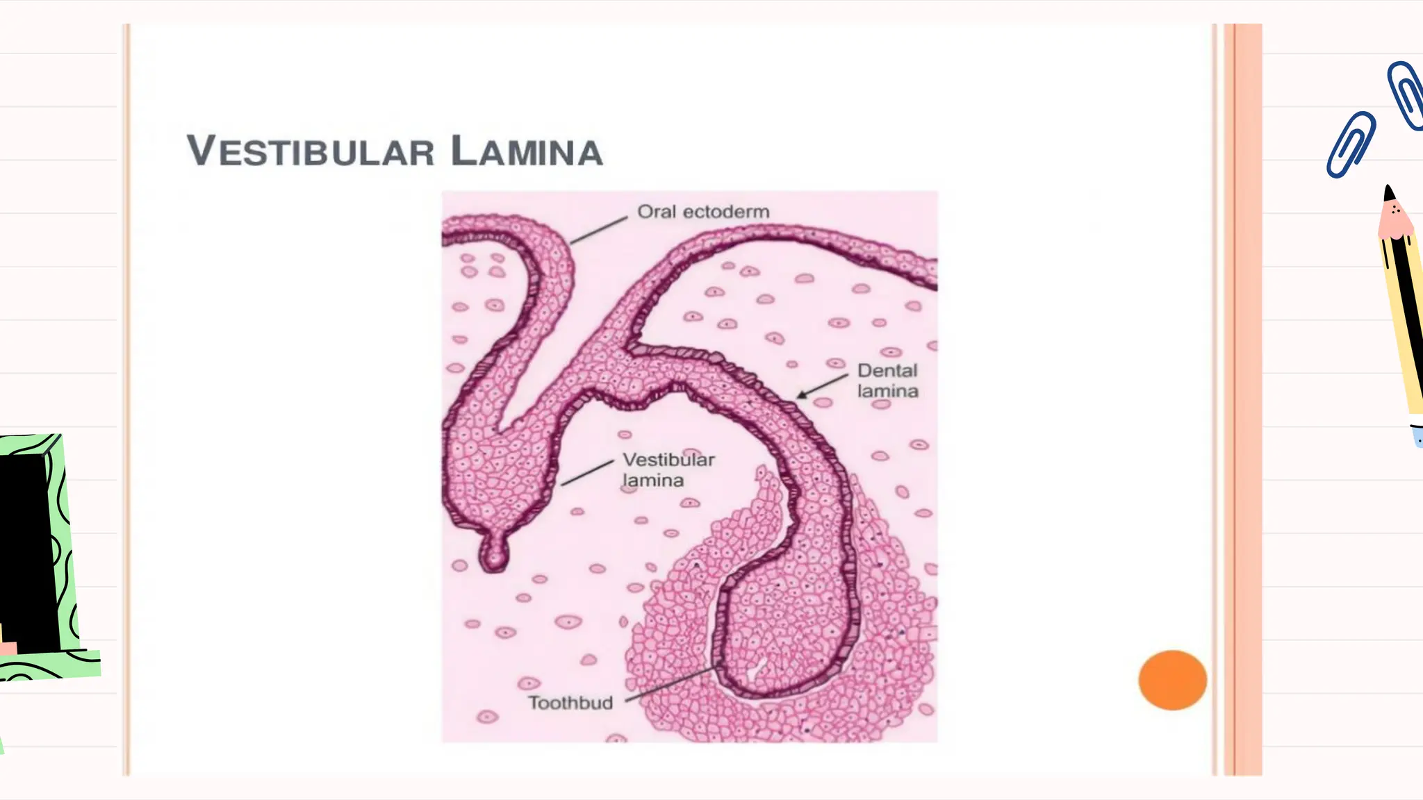 Development of tooth & It's supporting tissue.pdf