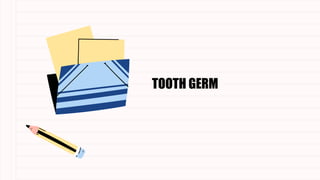Development of tooth & It's supporting tissue.pdf