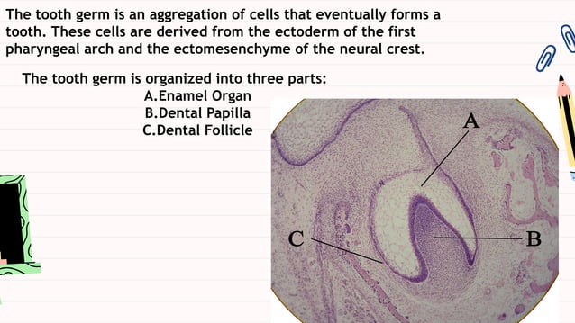 Development of tooth & It's supporting tissue.pdf