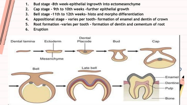 Development of tooth & It's supporting tissue.pdf