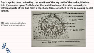 Development of tooth & It's supporting tissue.pdf