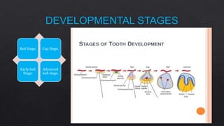 Development of Tooth By Dr. Yashkumar Shah | PPT