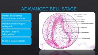 Development of Tooth By Dr. Yashkumar Shah | PPT